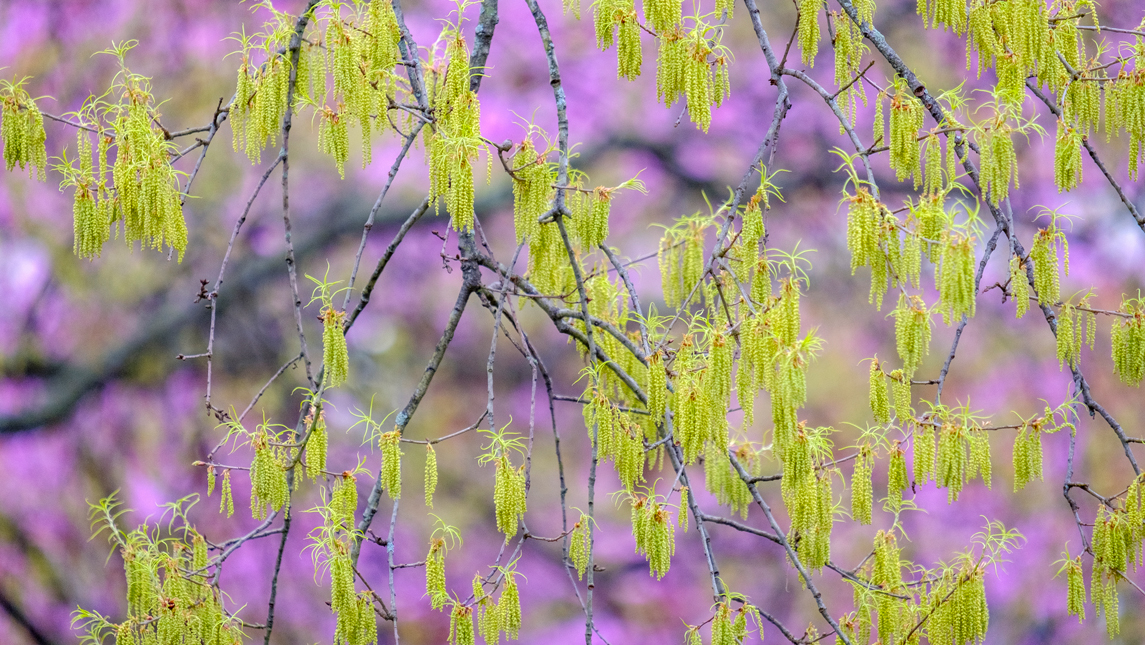 Kudos again for UNCG campus green efforts | UNC Greensboro