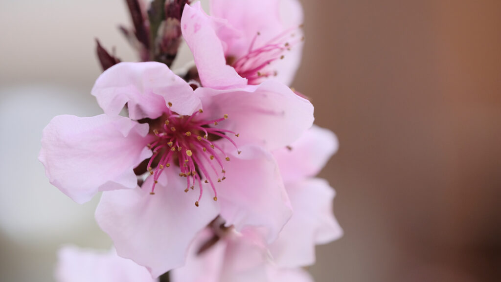 UNCG's cherry trees signal spring | UNC Greensboro