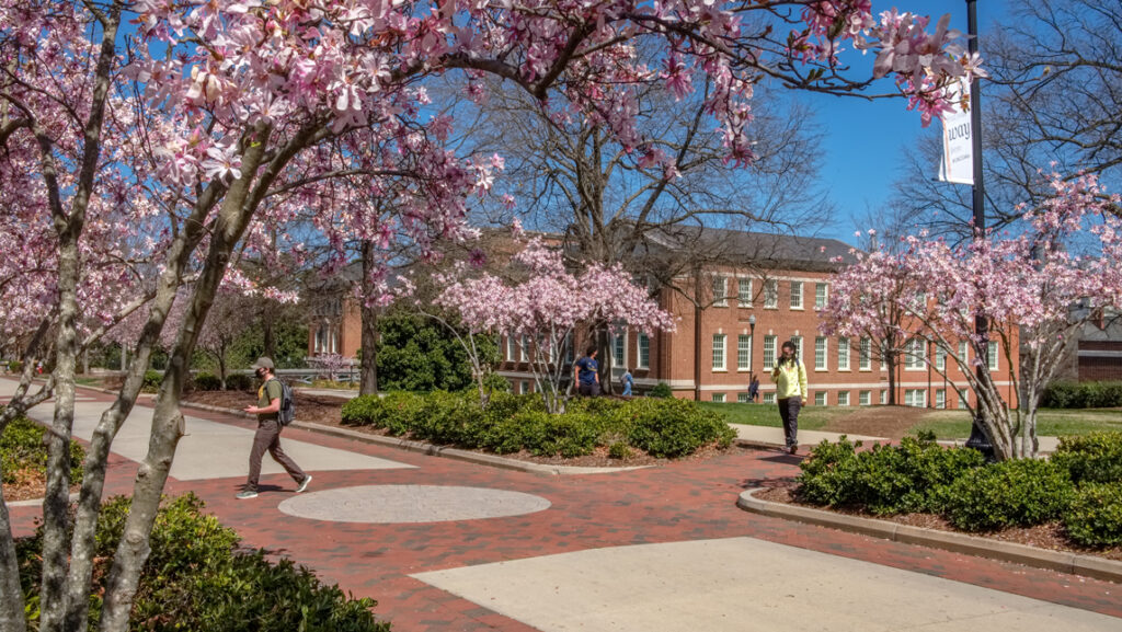 UNCG's cherry trees signal spring | UNC Greensboro