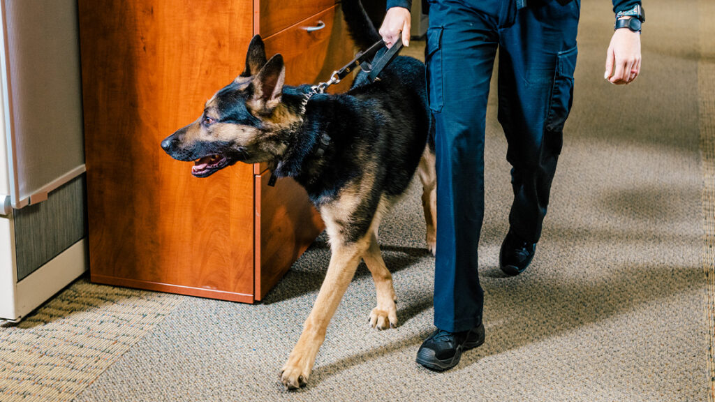 Protect, Serve, and Comfort: UNCG Police Dogs on Duty | UNC Greensboro