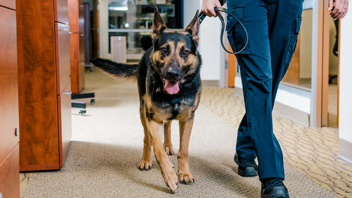 Protect, Serve, and Comfort: UNCG Police Dogs on Duty | UNC Greensboro